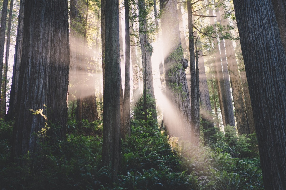 10 Most Beautiful Forests around the World - Amerikanki