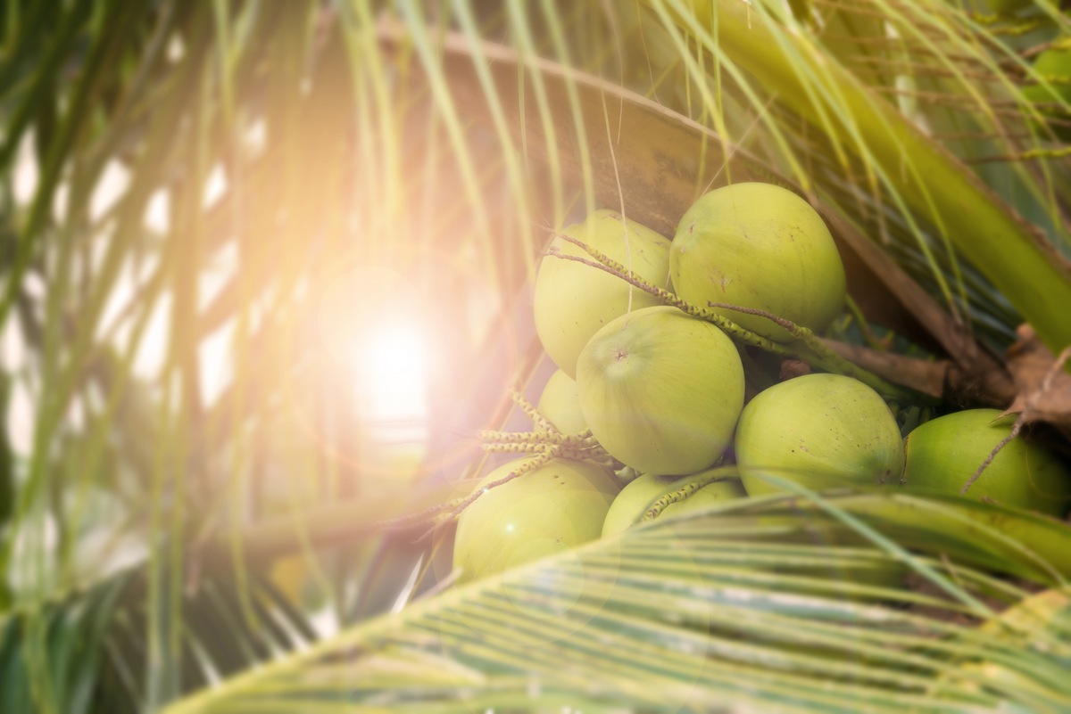 Top 11 Gifts of the Coconut Tree - Amerikanki