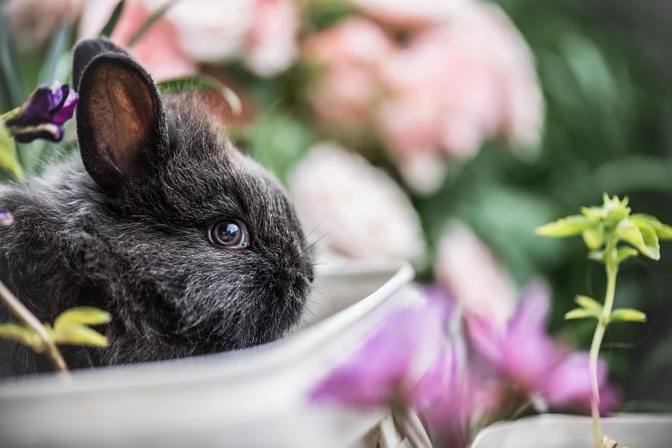 10 Most Beautiful Rabbit Breeds - Amerikanki