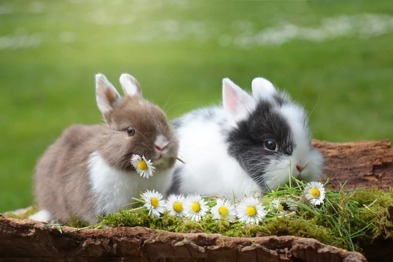 10 Most Beautiful Rabbit Breeds - Amerikanki